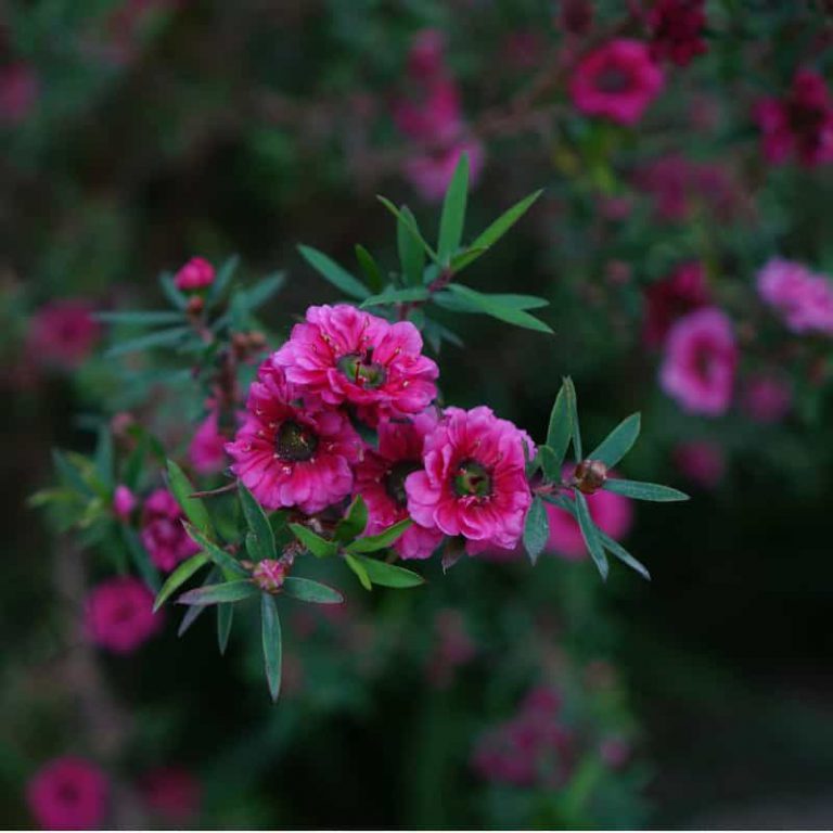 Manuka Essential Oil - MahiShop